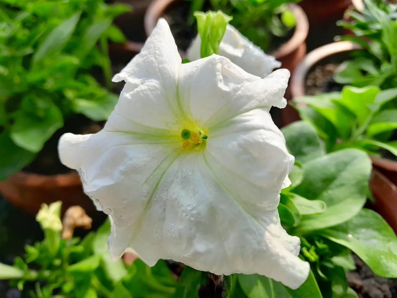 Petunia Axillaris Flower Photography