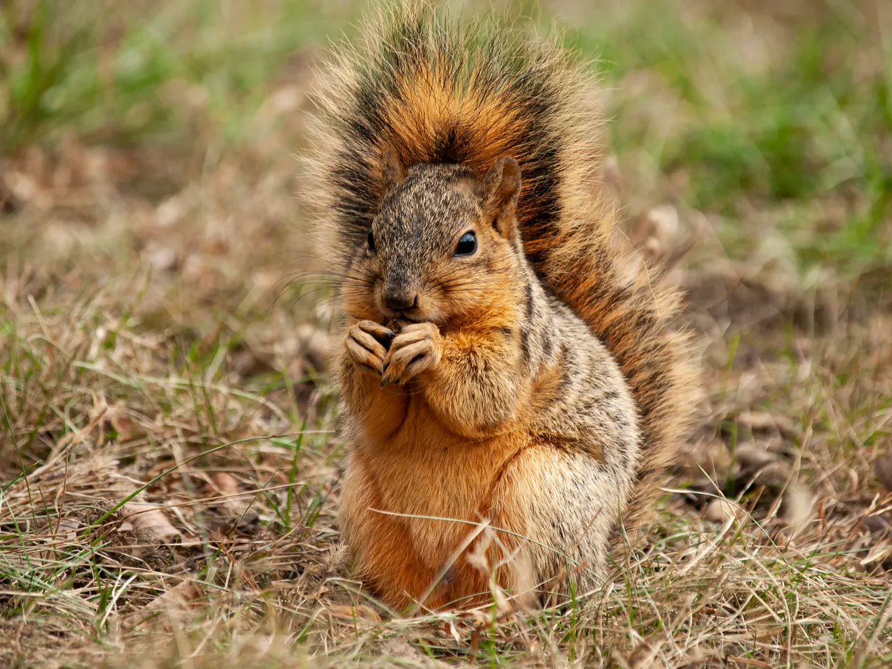 Squirrel Sunday - OG Rappers