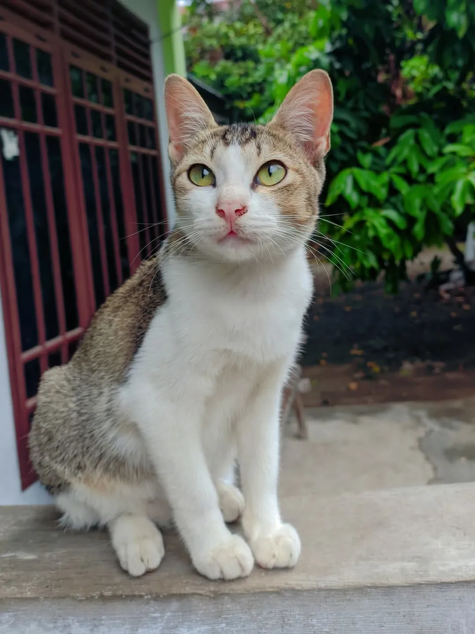 "The silent guard in the corner of the house"