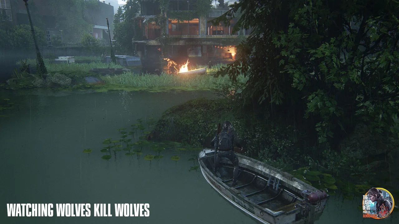 Watching Wolves Kill Wolves.