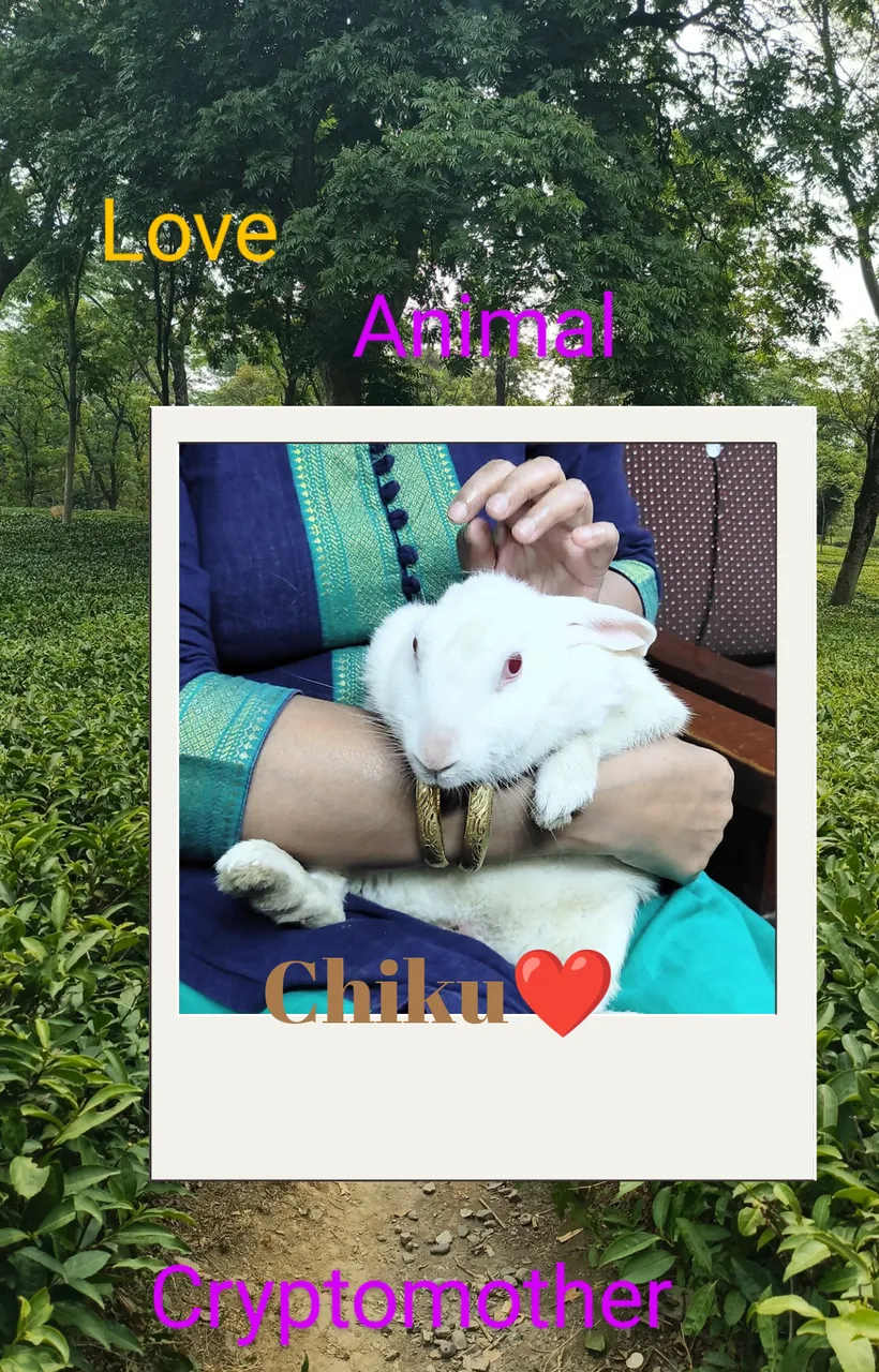 🌿🐇Meet Chiku, Our Adorable Pet Rabbit 🐰