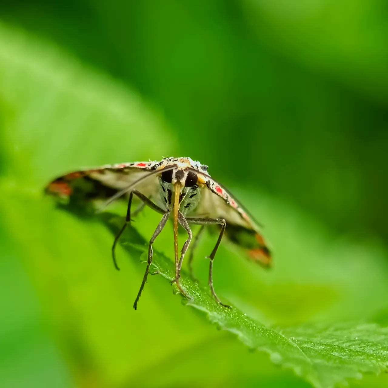 A little review of some beautiful moth sheets.
