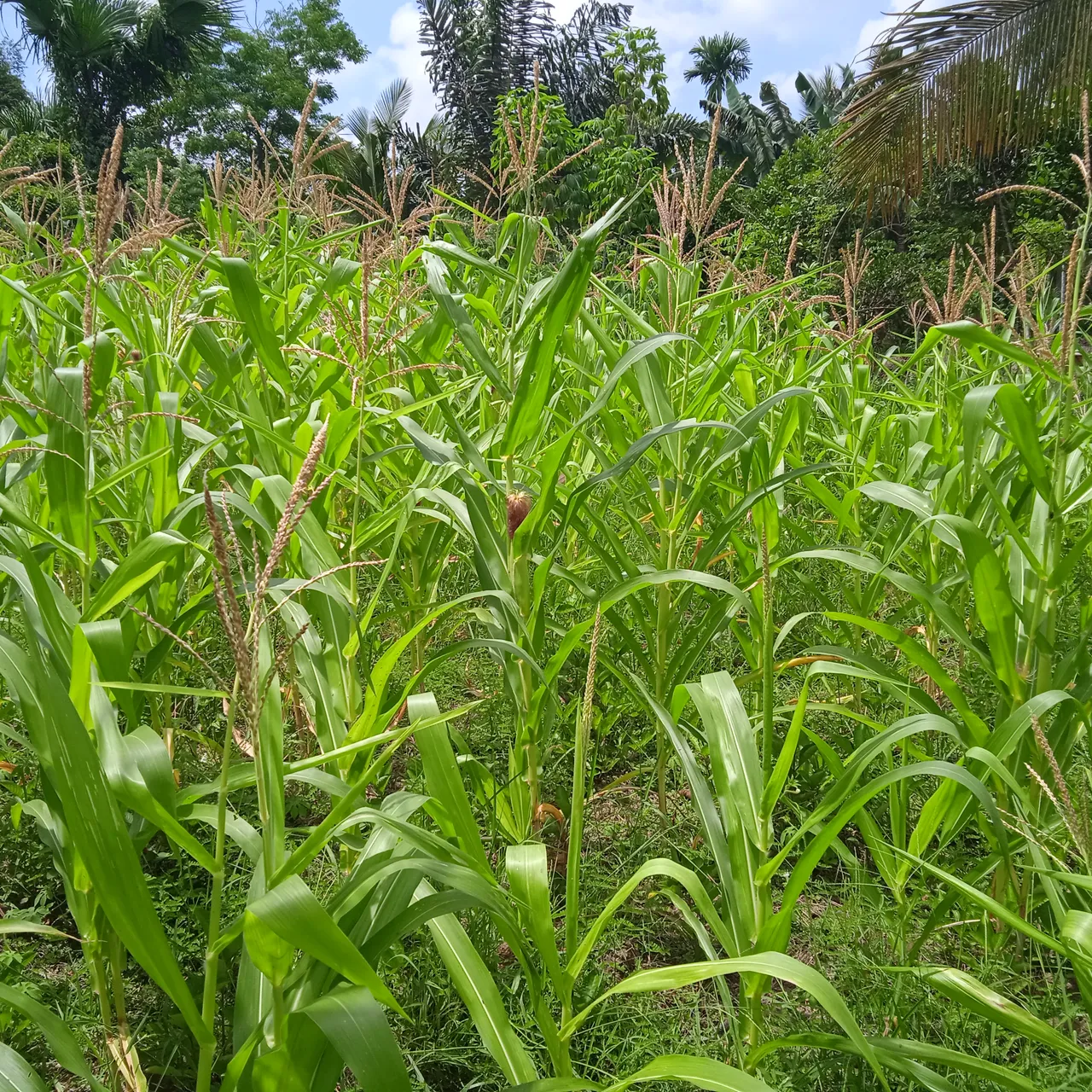 The importance of planting corn for food security