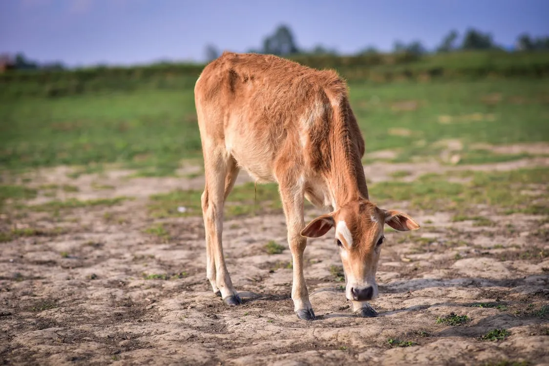 Pulpy Kidneys Disease and It's Dangerous Effect on Farm Animals