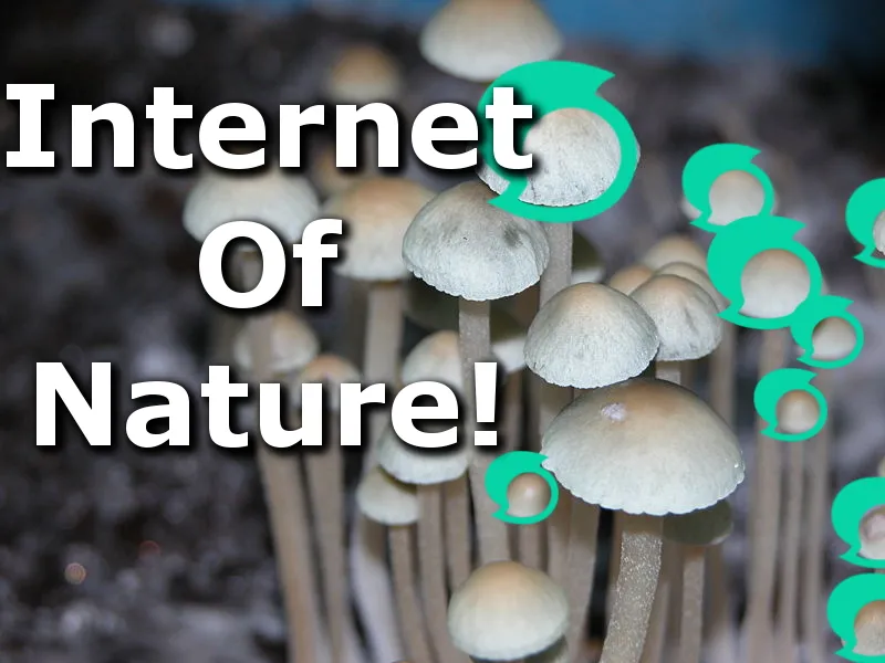 The Largest Living Being Is A Humongous Fungus: Is It The Earth's N...
