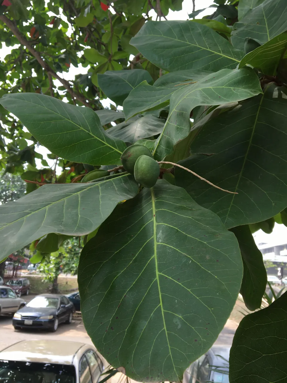 Tropical Forests and the Almond Tree