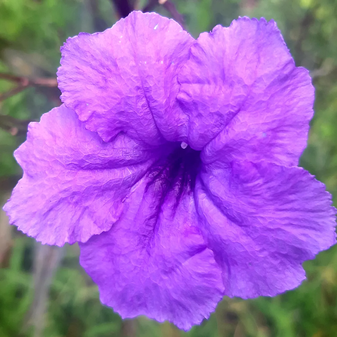 Purple golden flower from aceh