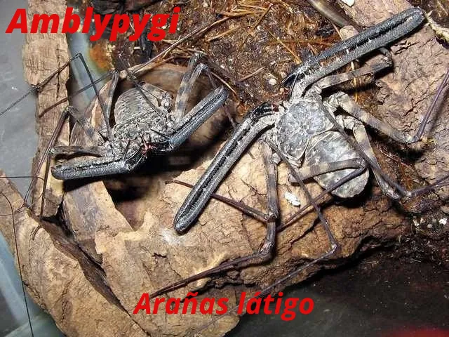 Arácnidos #6 | El secreto de los amblipigidos