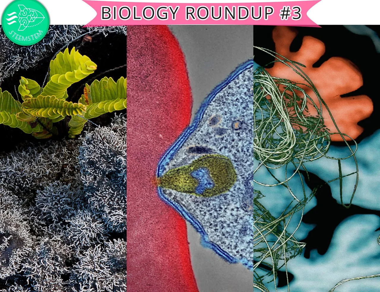 Biology round up # 3 : The week's latest discoveries in Molecular B...