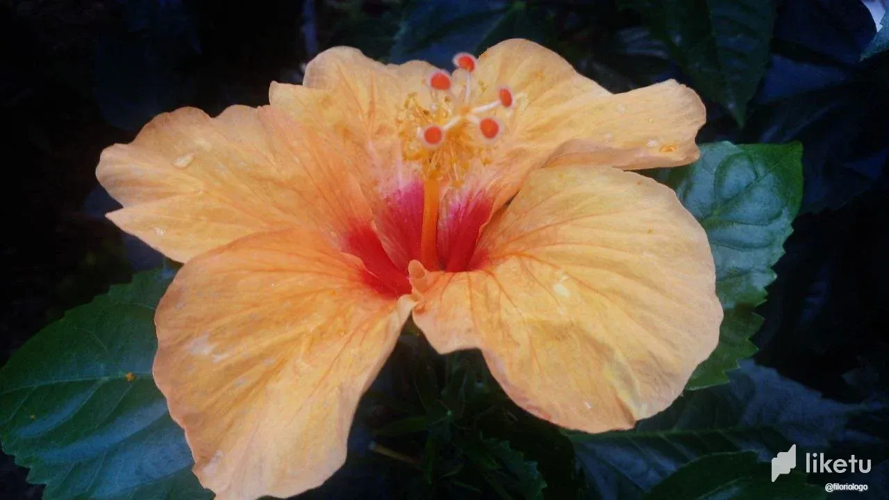 🌺 The Cayenne flower and its colors🌺