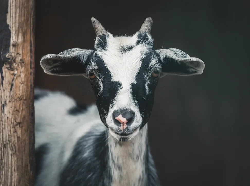 Goat Farming And Common Goat Breeds in Kenya