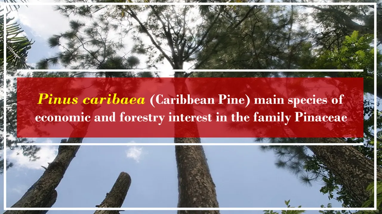 Pinus caribaea (Caribbean Pine) main species of economic and forest...