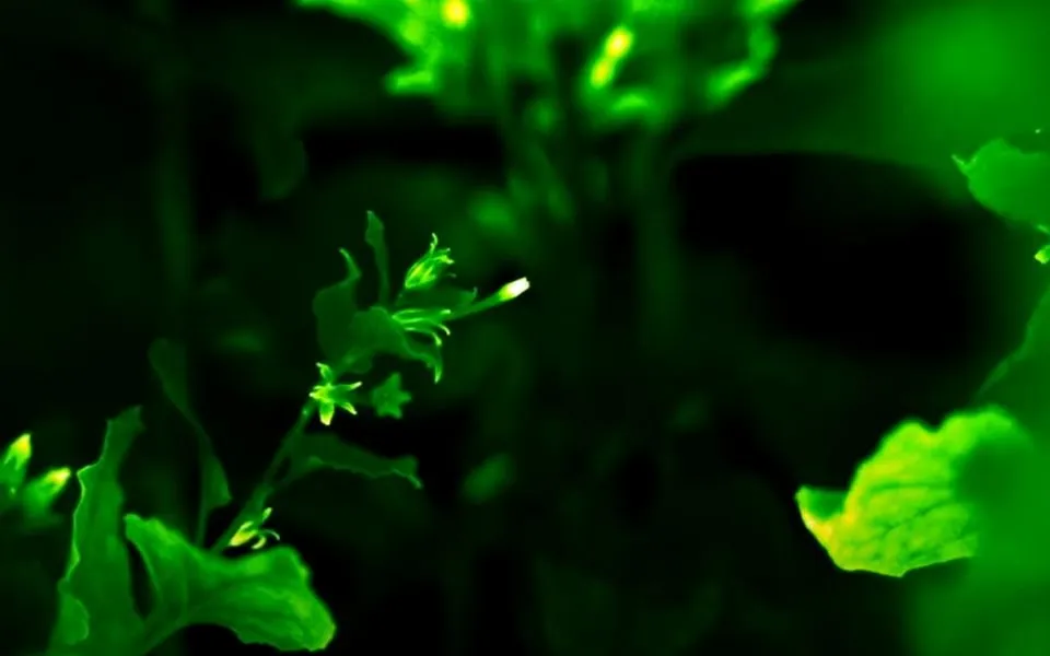 The latest invention of Russian researchers- The Phosphorescent Tob...