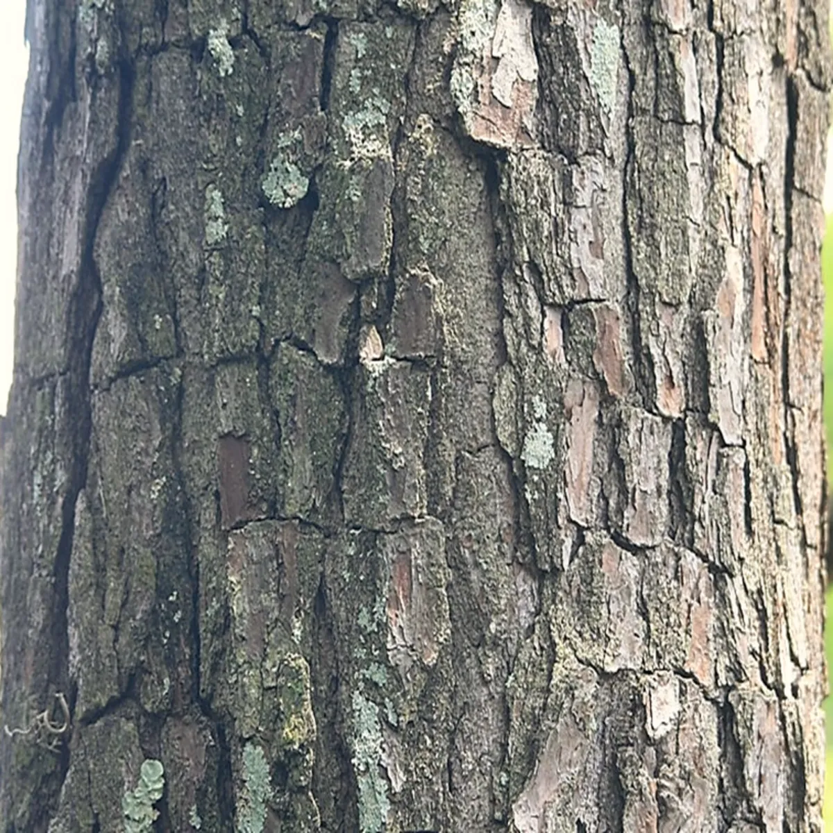 Pinus caribaea (Caribbean Pine) main species of economic and forest...