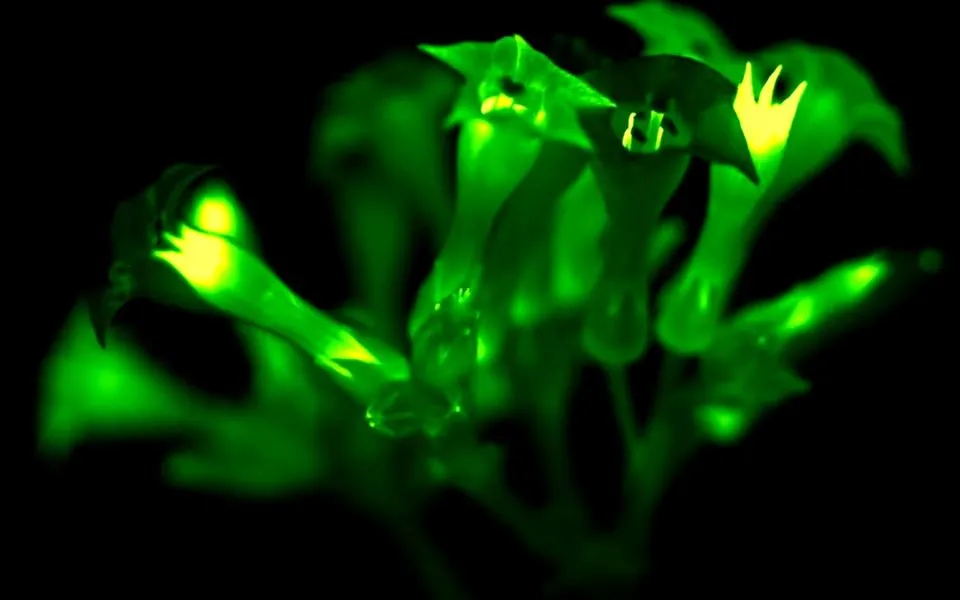 The latest invention of Russian researchers- The Phosphorescent Tob...