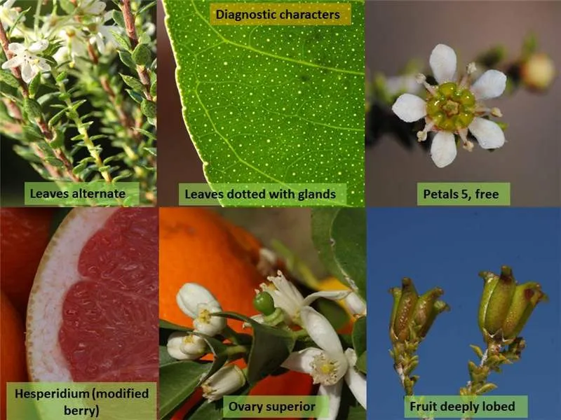 Biological and vegetative characters of the Rutaceae family (citrus...