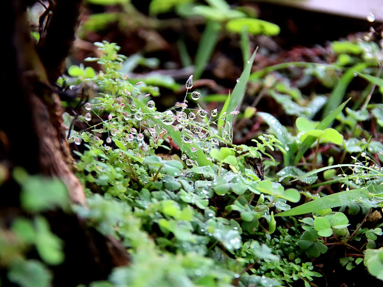 Tetesan Embun di Pagi Hari - Morning Dew Drops