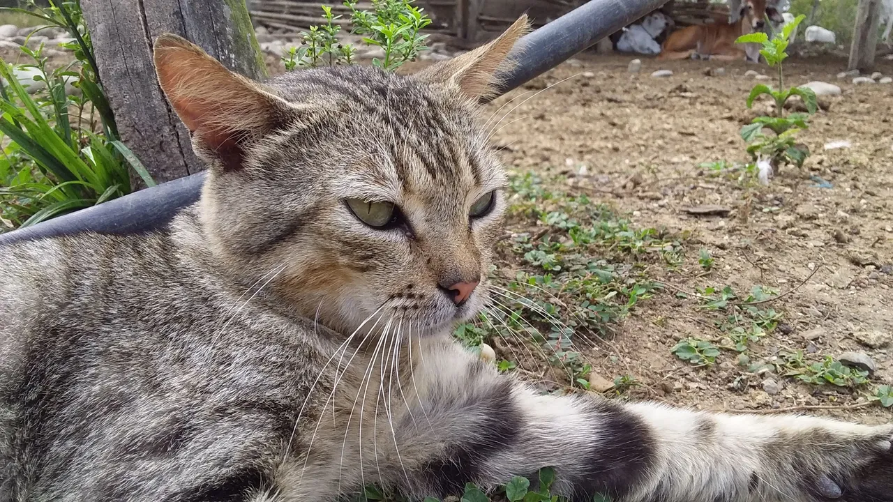 ¿Qué es el gato? / What is the cat?