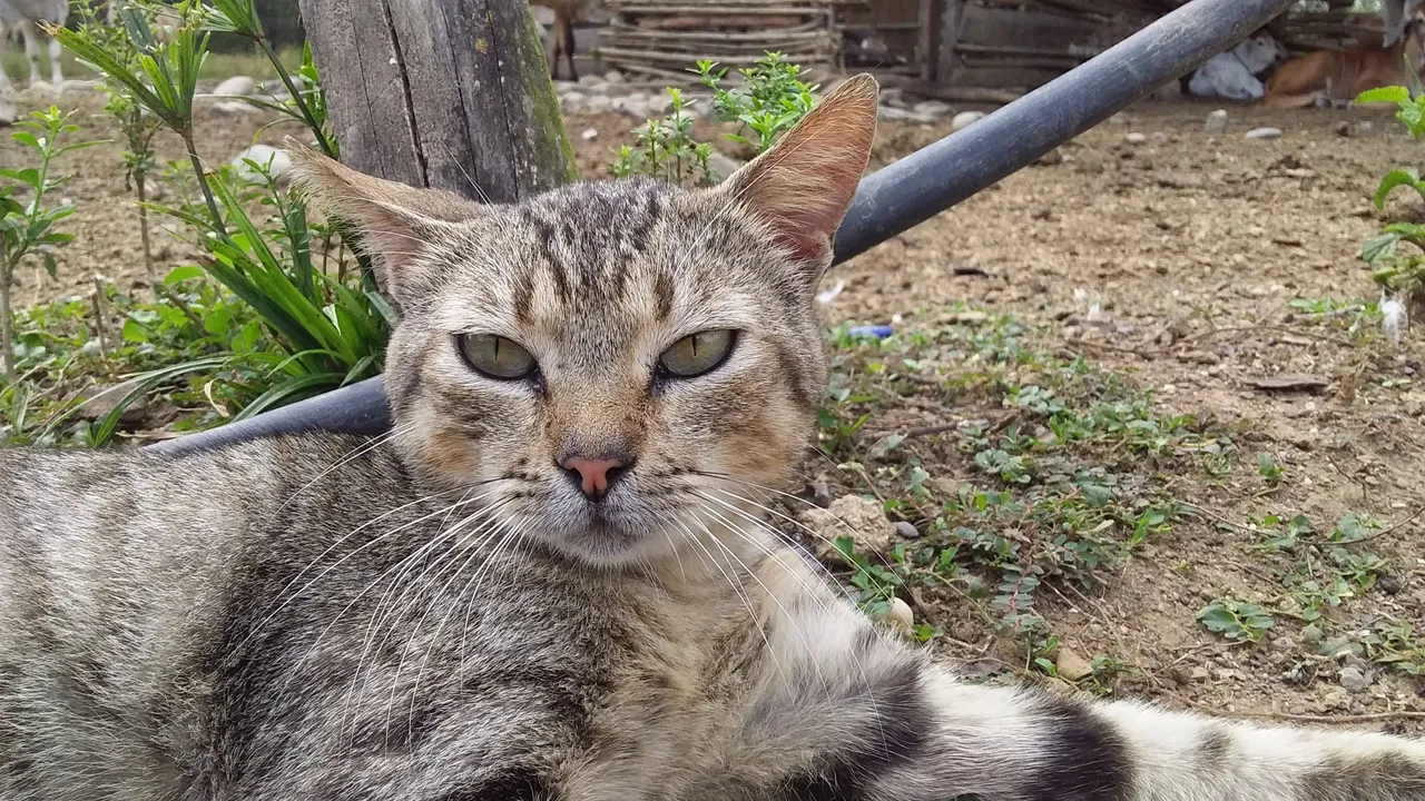 ¿Qué es el gato? / What is the cat?