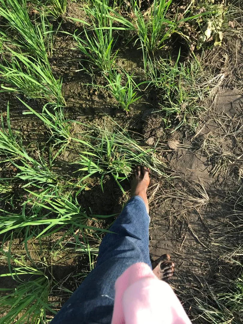 Manually Hand weeding Our rice farm