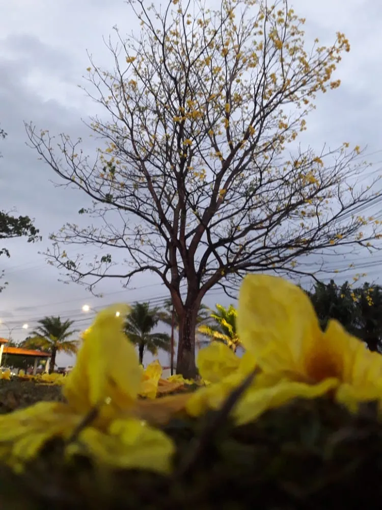 Walking to show them the Araguaney, declared National Tree of Venez...