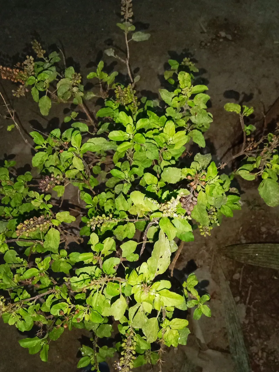 The effective power of the tulsi plant