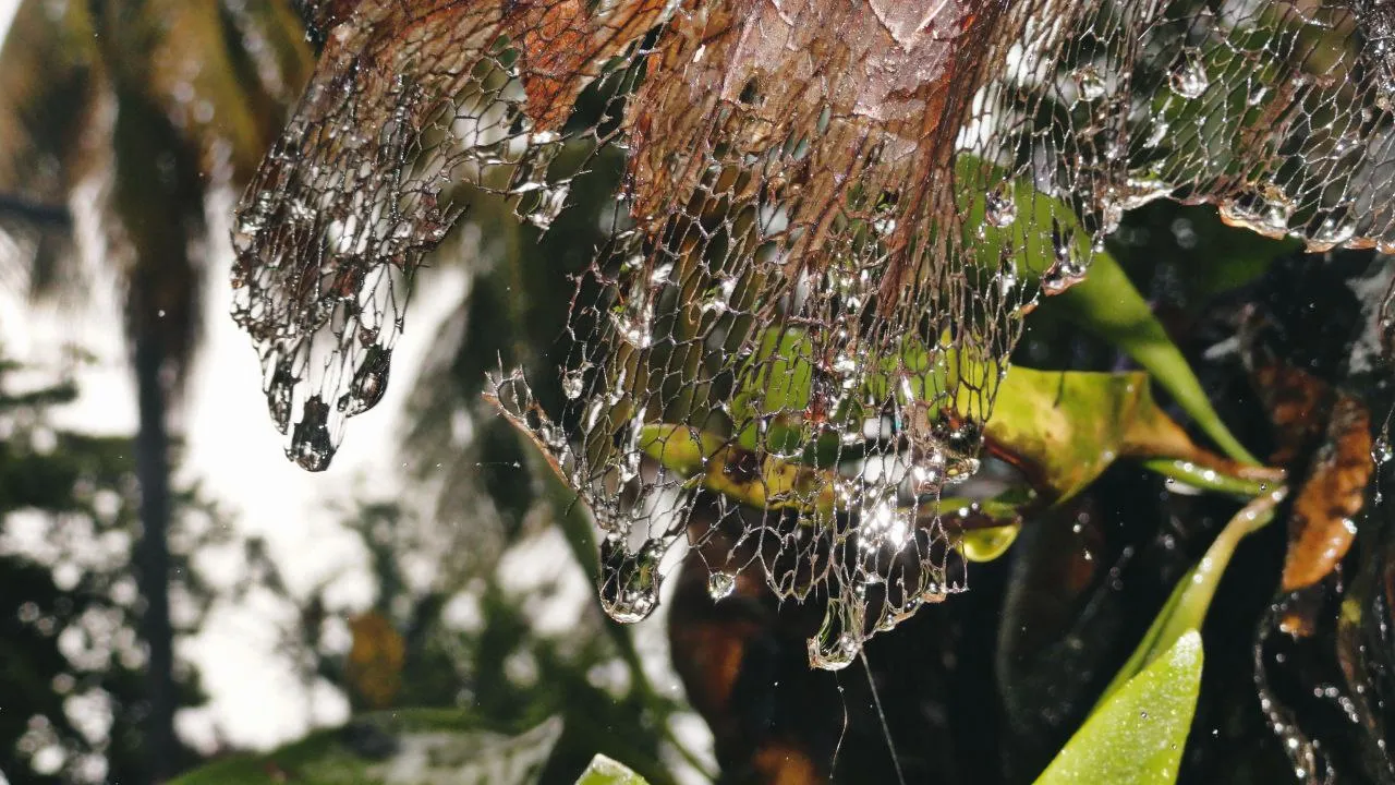 The Beauty between the Drizzle and the Plants 🌿 La Belleza entre l...