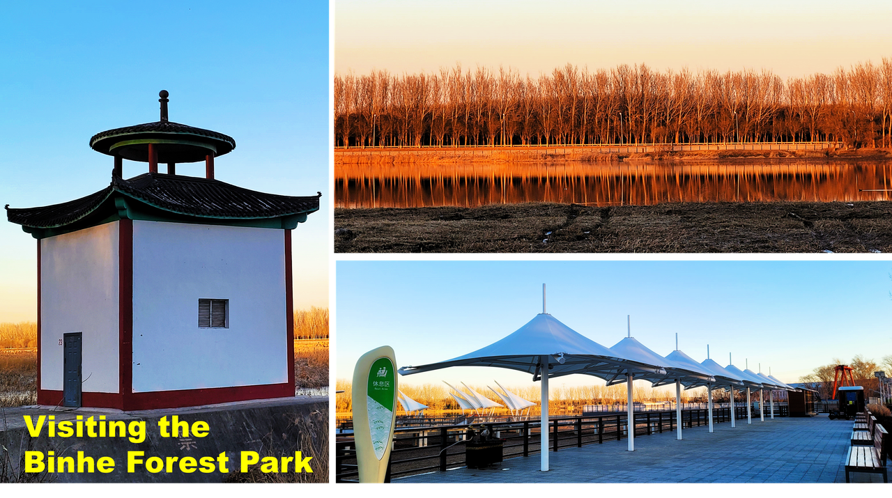 A Beautiful Afternoon In The Forest Park Of The Shunyi District