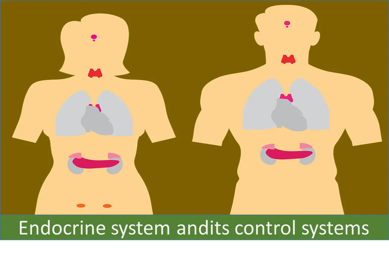 Endocrine system and its control systems
