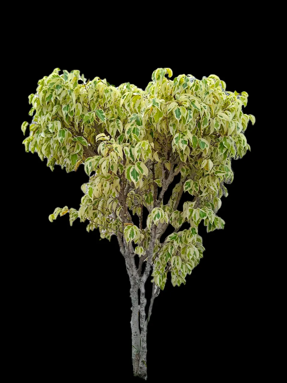 LIL. Trees images for the Lmac library 🌳