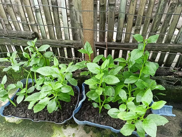 Garden Update Malabar Spinach And Ginger