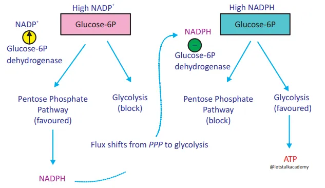 The Pentose Phosphate Pathway and some of its benefits...
