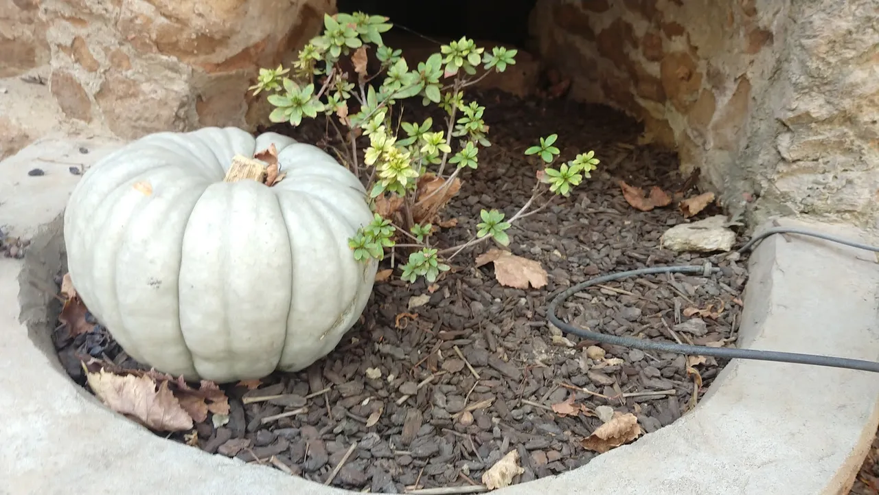 You're my honey bunch, sugar plum, pumpy-umpy-umpkin!!!