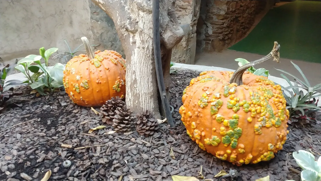 You're my honey bunch, sugar plum, pumpy-umpy-umpkin!!!