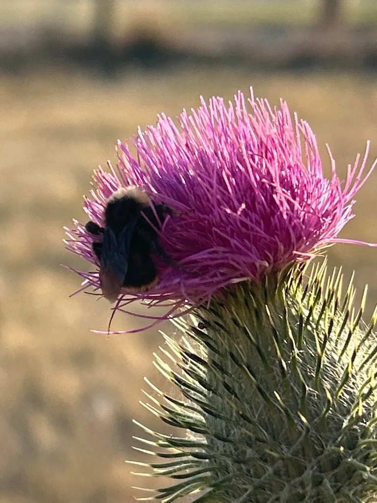 Helping an Exhausted Bee in the Yard