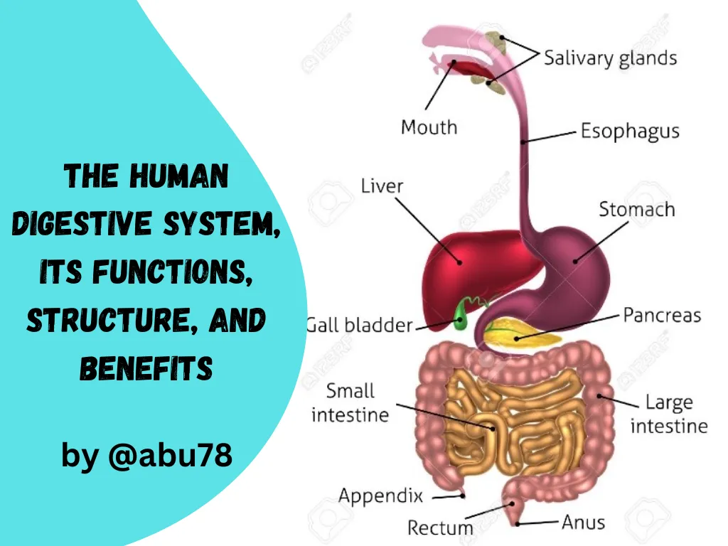 The human digestive system, its structure, functions and benefits