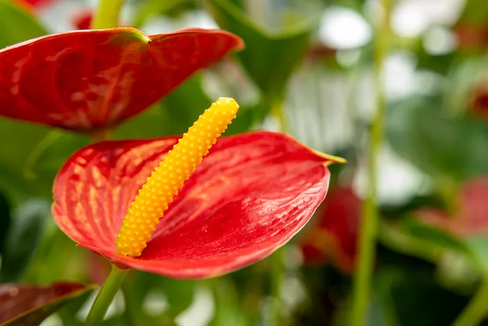 The Science of Capturing Light: A Comprehensive Guide to Understand...