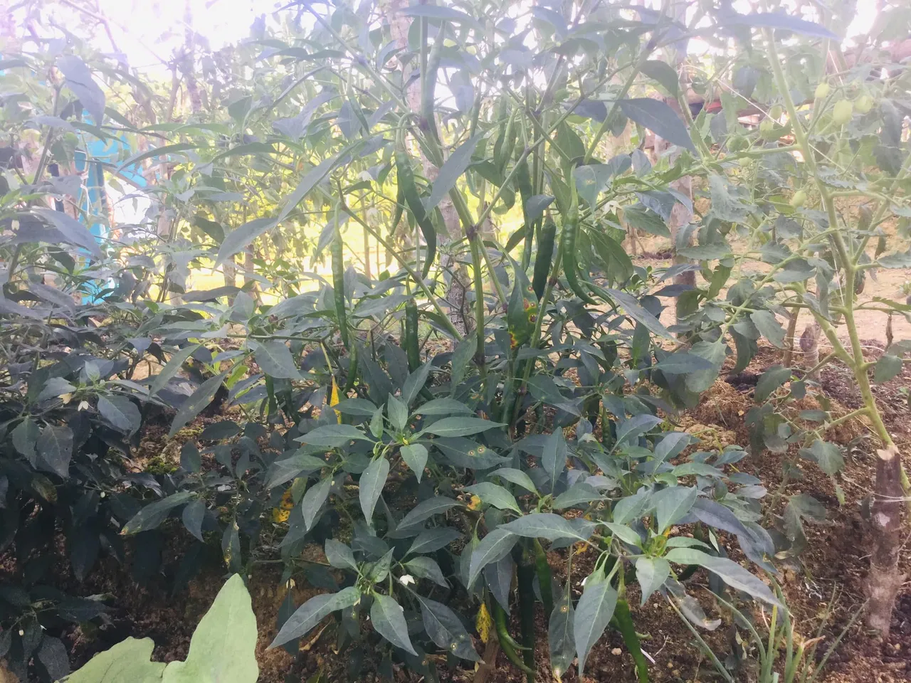 Chili garlic Oil-Sword pepper from our garden