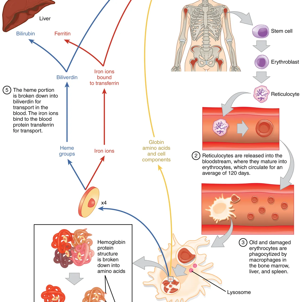Erythropoiesis - The Life Cycle of The Red Blood Cell (Erythrocyte)