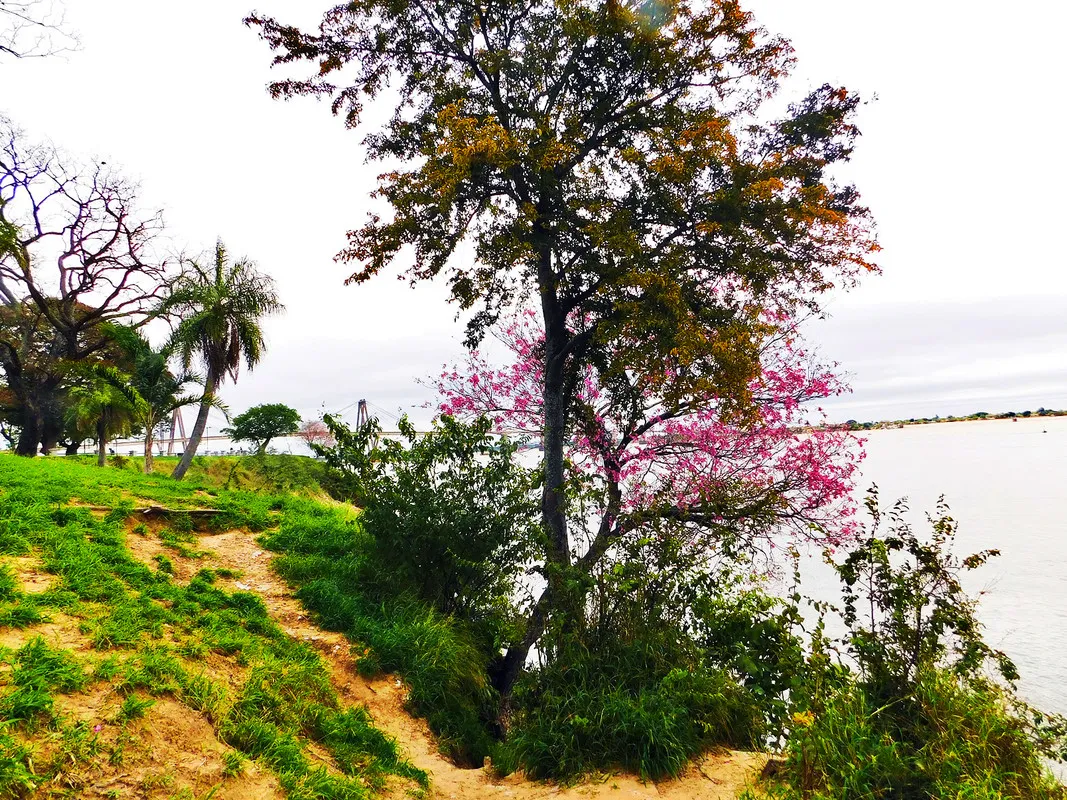 The most beautiful shadow projections are from nature (Es-Eng)