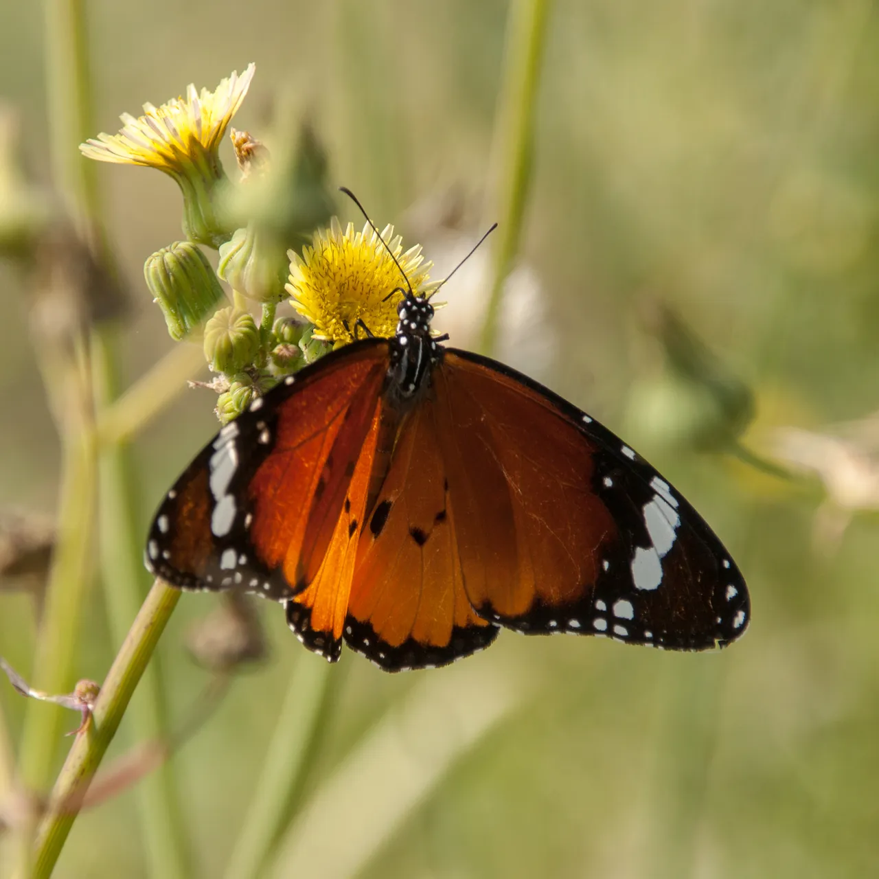 Butterflies of israel in photos [1/2]