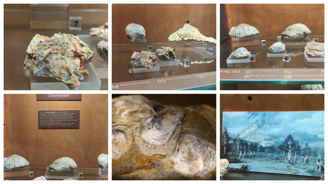 Science week (prehistoric molluscs) 👨‍💻🧠/ Moluscos prehistoricos...