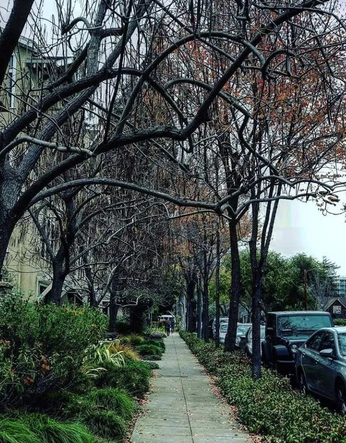 The scenery in my city