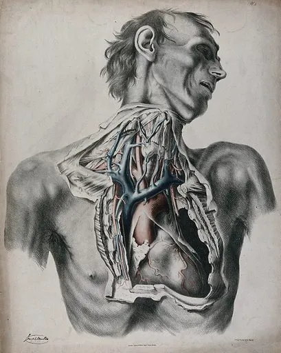 The Evolution of Dissection: Unveiling the History of Human Anatomy...