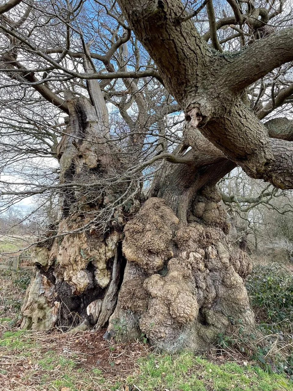 The Old Man of Calke, Dragon Tree and the Walking Tree