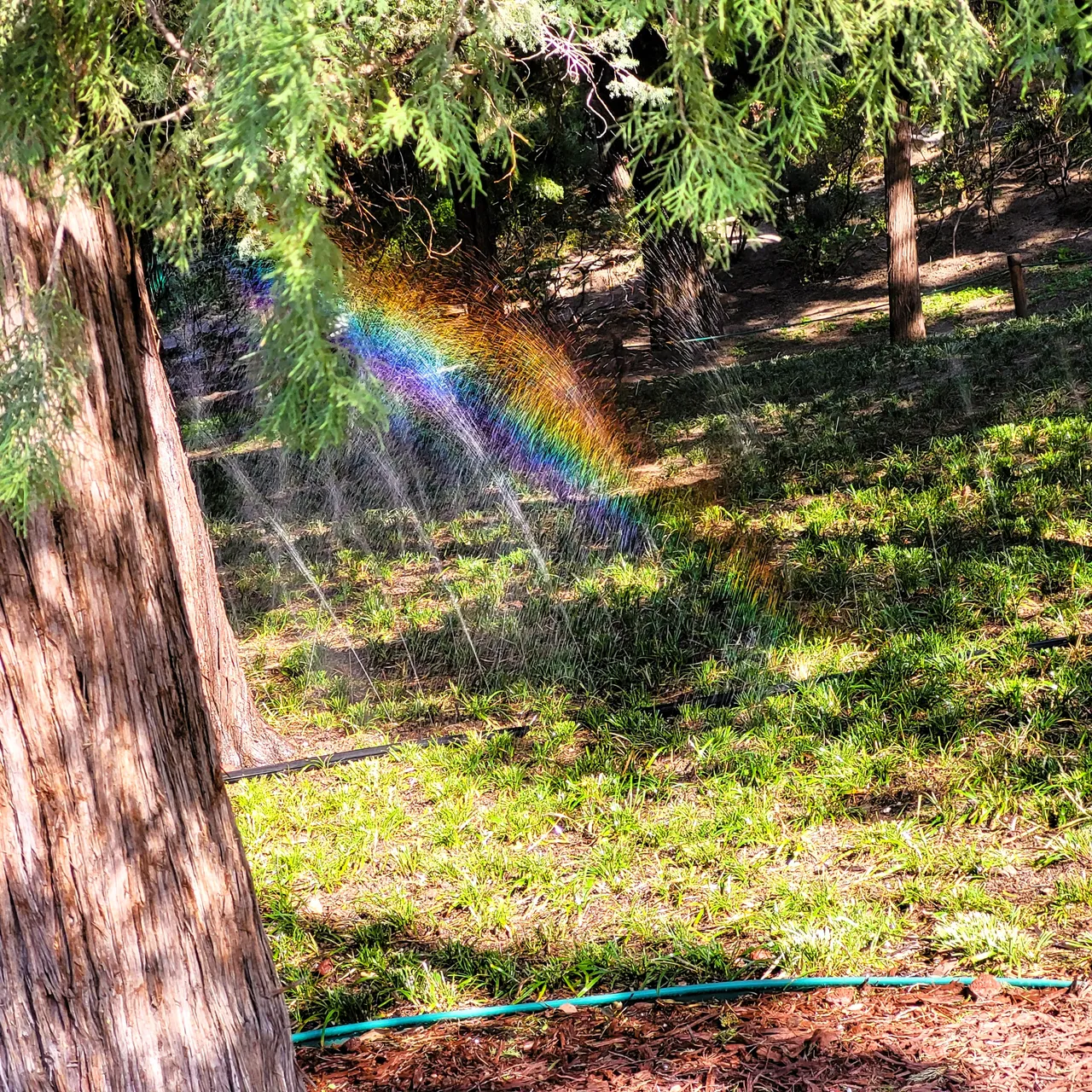 The Rainbow In Woods Make My Eid Day