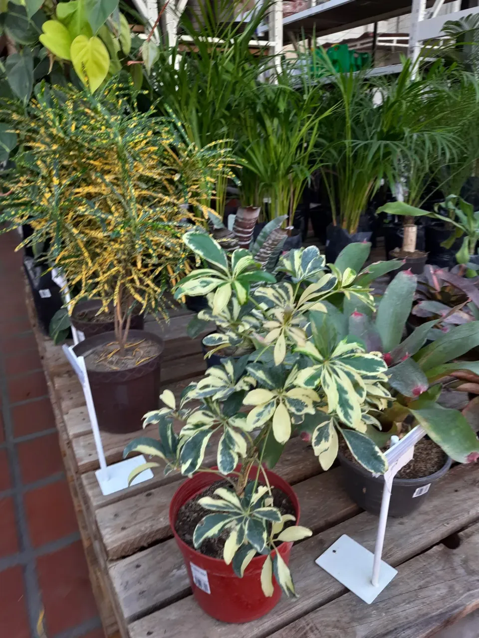 [ESP-ING] Tastes change