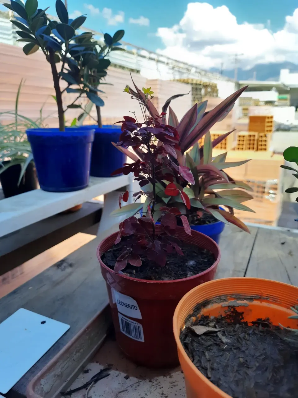 [ESP-ING] Tastes change