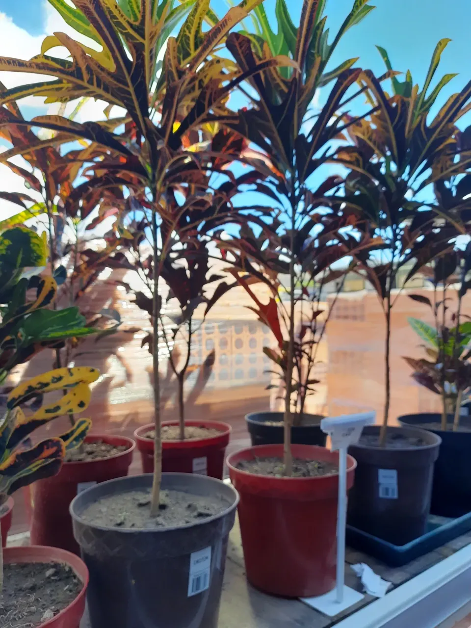 [ESP-ING] Tastes change