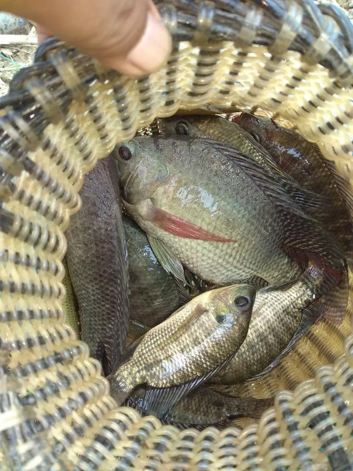 Fishing Mania - Fish Mujair